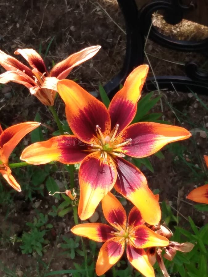 Cool Flower Yellow and Red Lily Stock Photo - Image of lily, cool ...