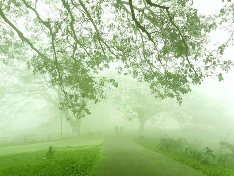 Cool Fogg effects on tree stock image. Image of dang - 169055747
