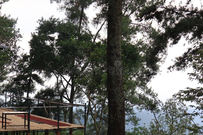 Cool and Fresh Natural Scenery with Trees during the Day Pijar Garden ...