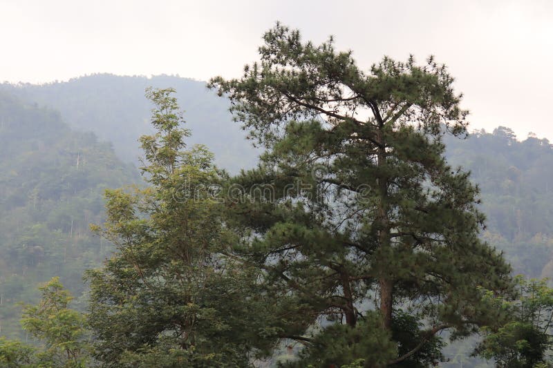 Cool and Fresh Natural Scenery with Trees during the Day Pijar Garden ...