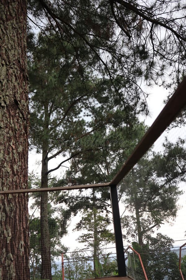 Cool and Fresh Natural Scenery with Trees during the Day Pijar Garden ...