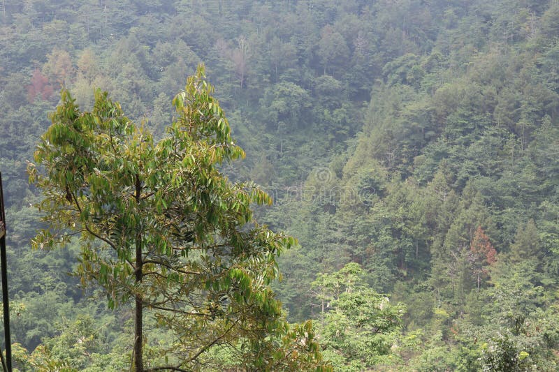 Cool and Fresh Natural Scenery with Trees during the Day Pijar Garden ...