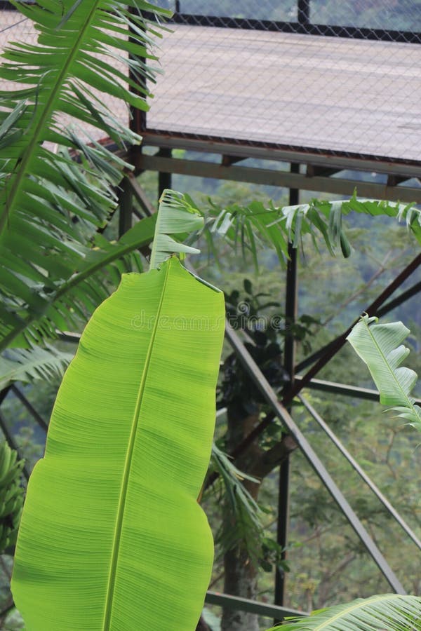 Cool and Fresh Natural Scenery with Trees during the Day Pijar Garden ...