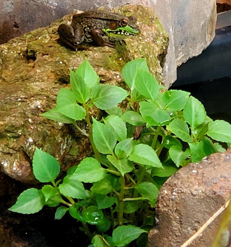 Cool frog blending in stock photo. Image of rock, green - 247314772
