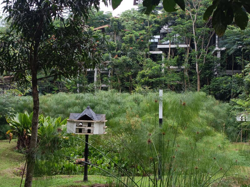 Cool green garden stock photo. Image of tree, flower - 263256138