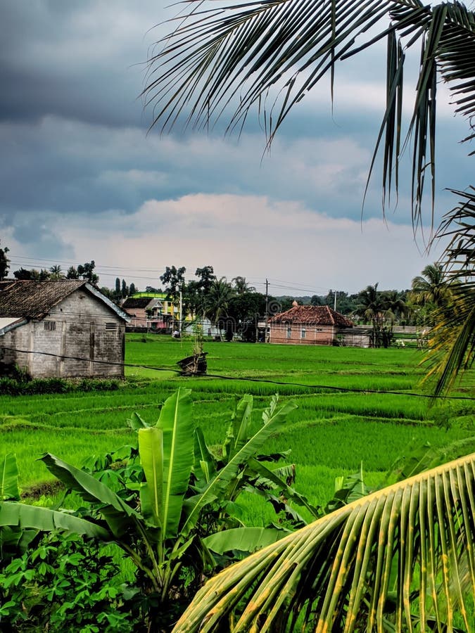 Cool Green Rice Field View with Old-school Nuances Stock Image - Image of rice, green: 362122413