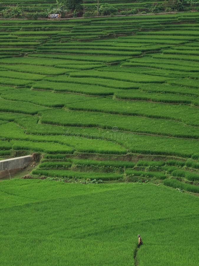 Cool and green rice fields stock photo. Image of grass - 261922612