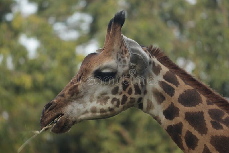 Cool Headed Giraffe Chewing Its Food Stock Image - Image of herbivorus ...