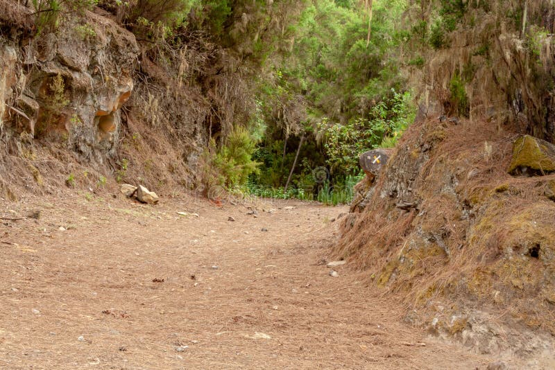 Cool Hiking Trail through the Forest Stock Image - Image of lush ...