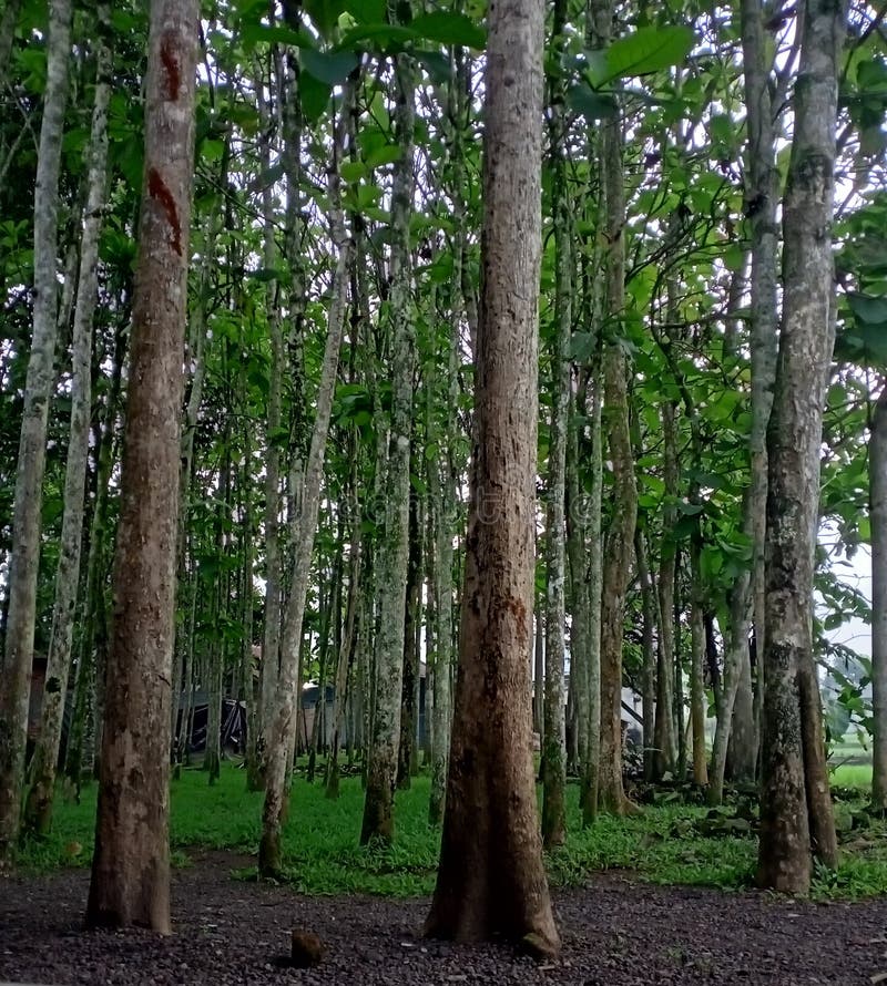 Cool and Humid Trees in Sukabumi, Indonesia Stock Photo - Image of ...