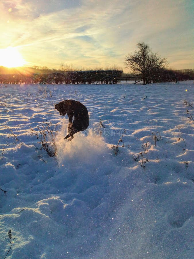 Snow lab stock photo. Image of chilling, snowlab, cool - 105768352