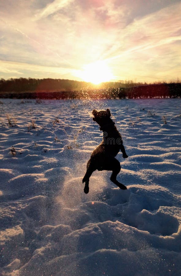 Snowlab stock image. Image of cool, chilling, snowlab - 105767733