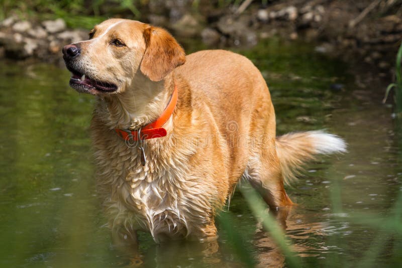 Cool Labrador during stock photo. Image of animal, outside - 42360998
