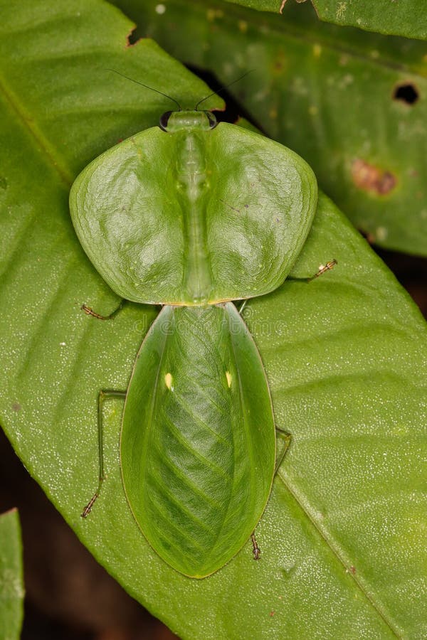 Cool Lead Mimic Mantis Mantid Stock Image - Image of plant, animal ...
