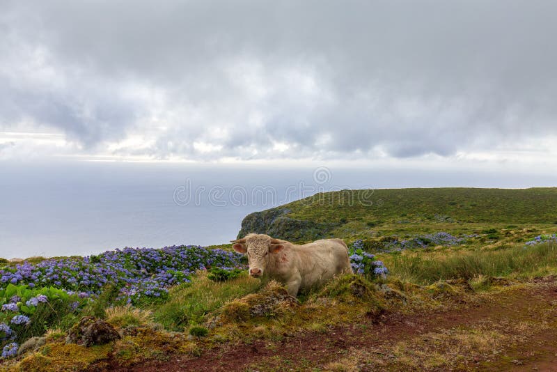 Cool Look Azores Cow stock photo. Image of eating, cows - 146850608