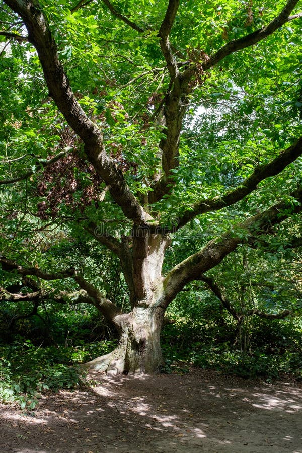 A really Cool Looking Tree Being Lit by the Sun, Hampstead Heath Park ...