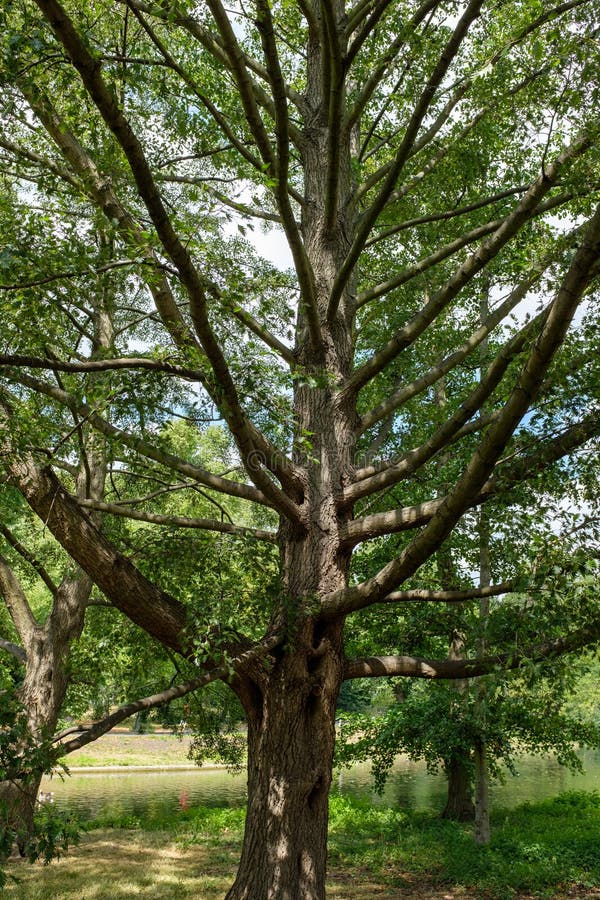 A Very Cool Looking Long Tree with Many Long Branches, Regent Park, Uk ...