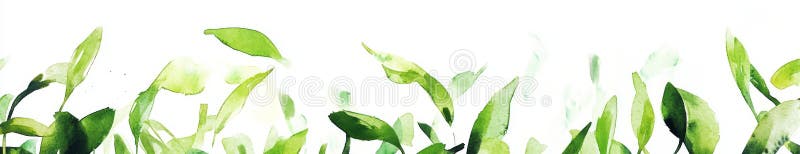 A Cool, Moist Climate Grass, Isolated on a Transparent Background, Used ...