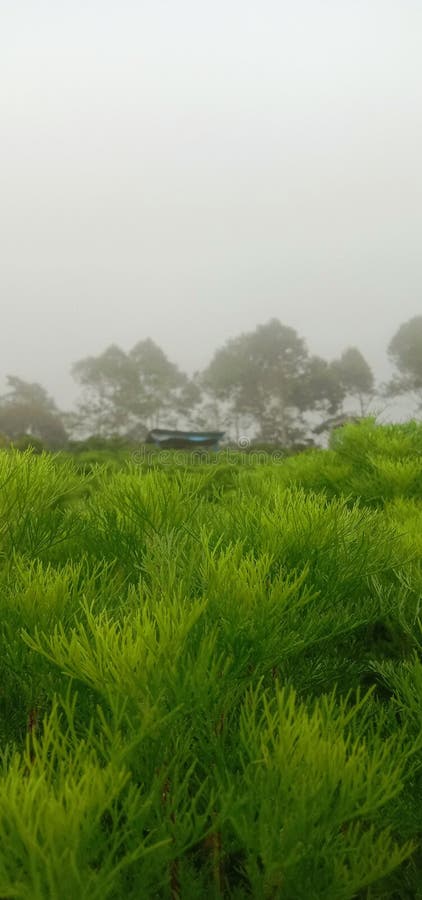 Cool Mountains with Lots of Trees Stock Photo - Image of trees, grass ...