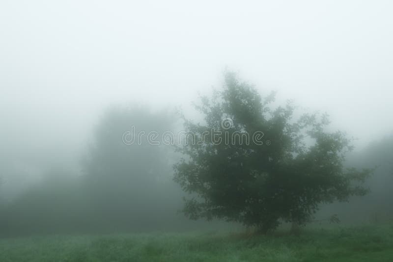 Misty Morning Tree stock image. Image of quiet, alone, nature - 266985