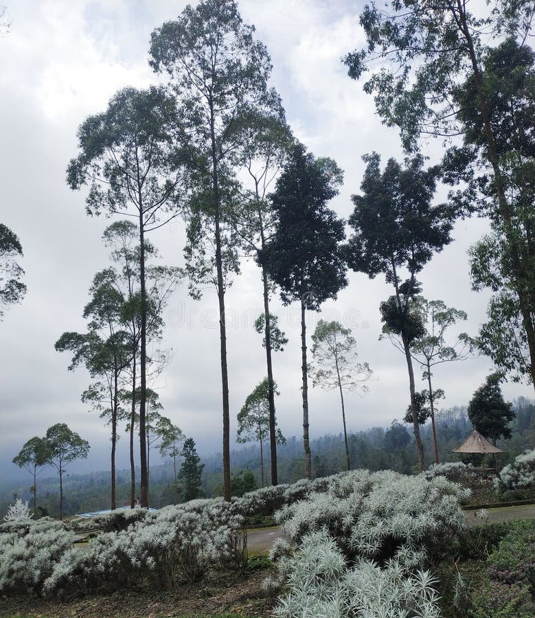 Cool Natural Secenary at the Top of the Mountain. Stock Image - Image ...