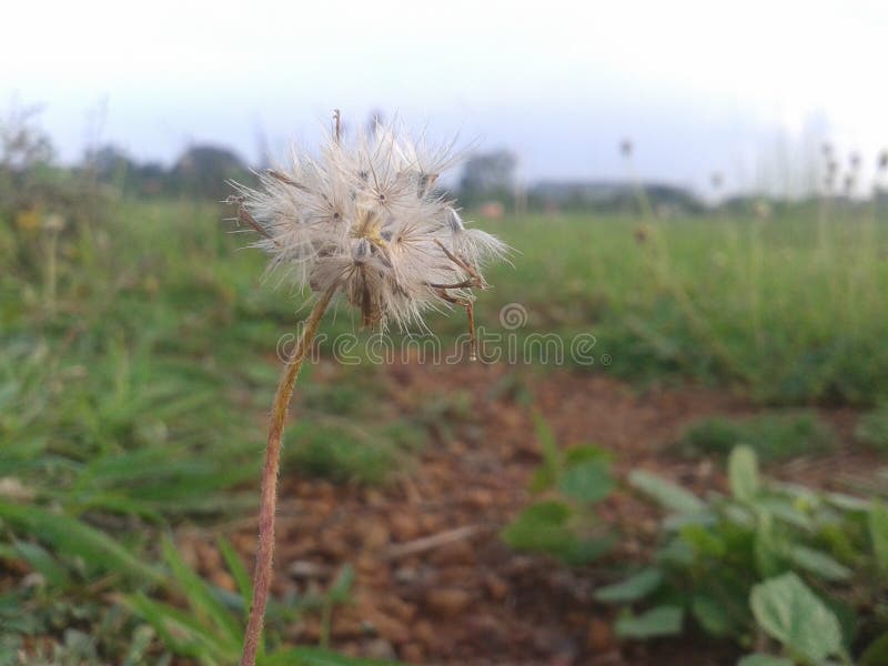 Pathari Flower Stock Photos - Free & Royalty-Free Stock Photos from ...