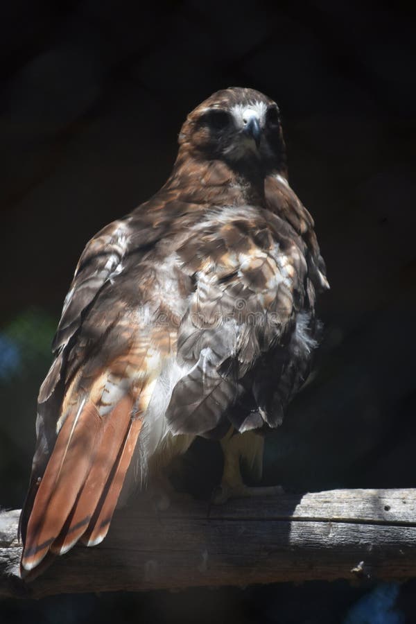 Cool Neck Turn on the Red Tail Hawk Stock Photo - Image of fowl, raptor ...