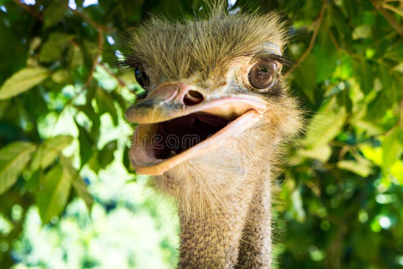 607 Smiling Ostrich Photos - Free & Royalty-Free Stock Photos from ...