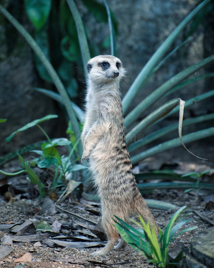 Cool pic of Marakeet stock image. Image of rodent, wildlife - 346141345