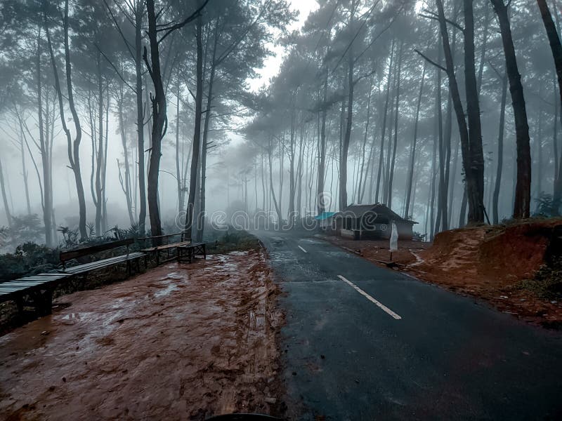 Cool pine forest stock photo. Image of cool, beautiful - 222027590