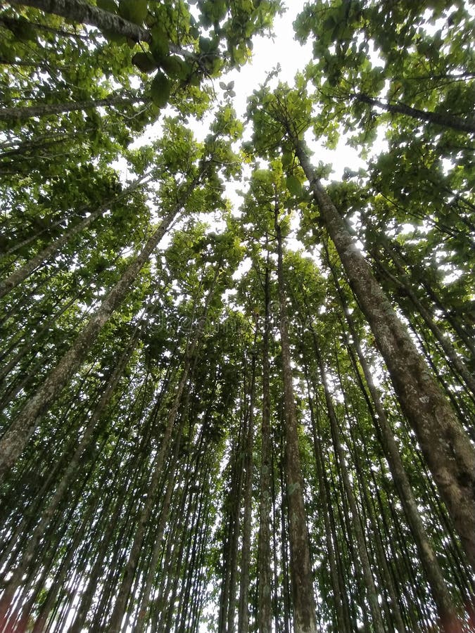 Cool Pine forest stock photo. Image of forest, cool - 261938694