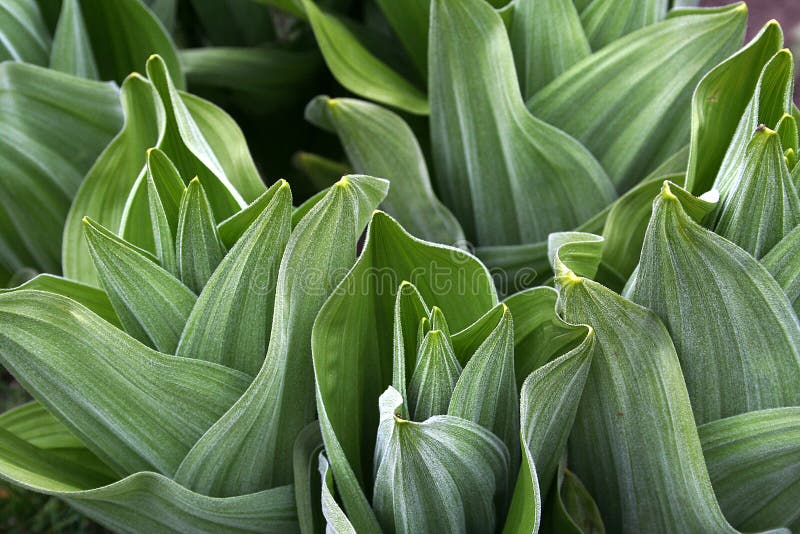 Cool plants stock photo. Image of plant, foliage, green - 1947782