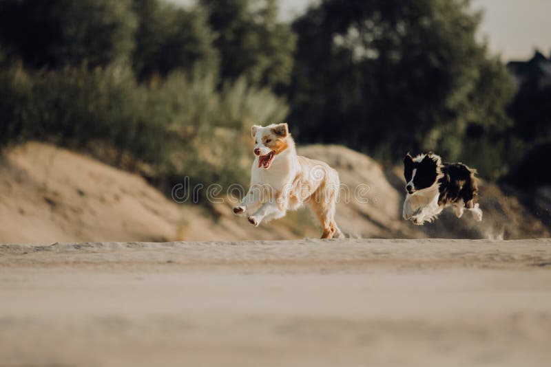 Portrait of Australian Shepherd Dog Run on Sand Stock Photo - Image of ...