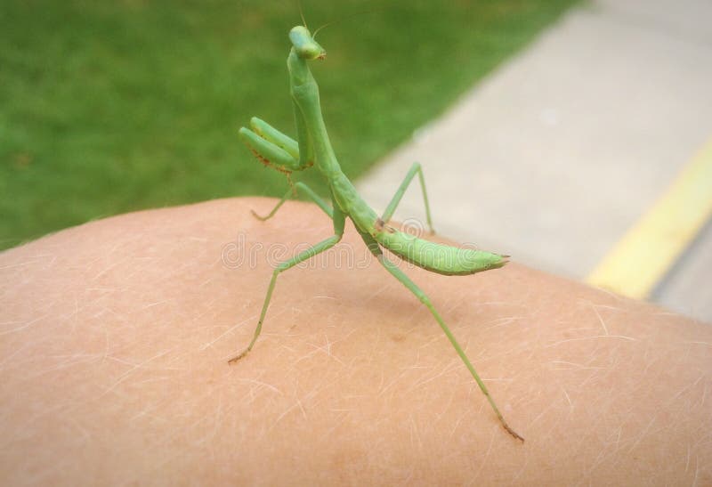 Mantis Position Stock Photos - Free & Royalty-Free Stock Photos from ...