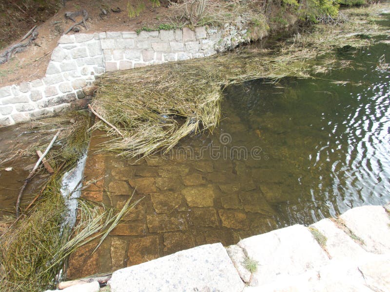 Pure Water Stream in the Forest Stock Photo - Image of nature, creek ...