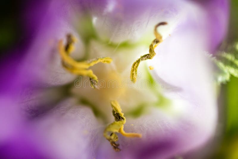 Cool Purple Flower Macro Detail Stock Photo - Image of stamen, curl ...