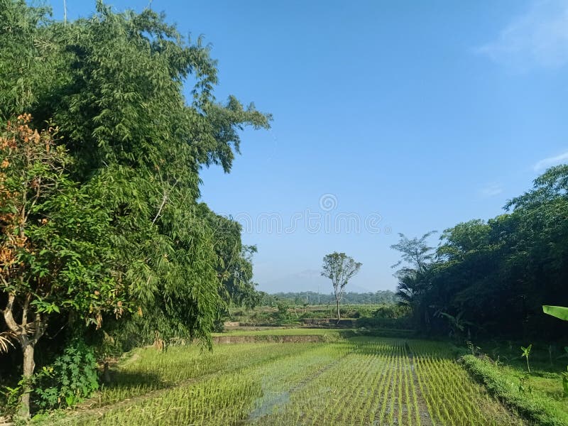 Cool Rice Fields Under the Foot of the Mountain Stock Image - Image of ...