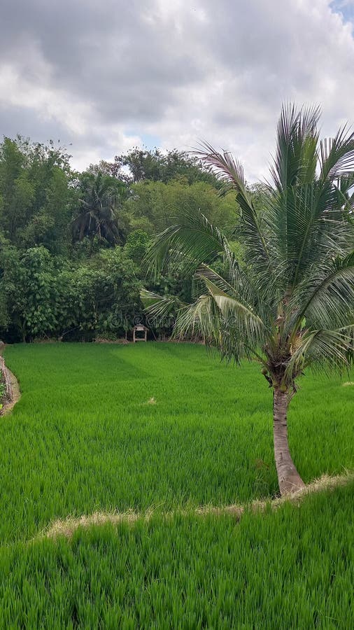 Cool Rice Field during the Day Stock Photo - Image of tropics, field ...