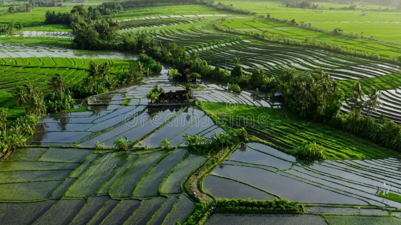 Cool rice field views stock video. Video of rice, beautiful - 301403029