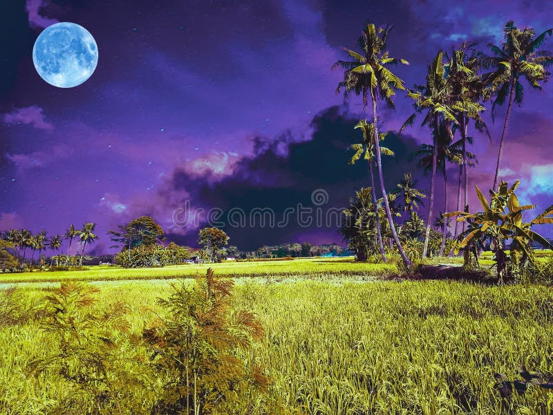 Cool Rice Field Views Which Has Been Edited Stock Image - Image of cool ...