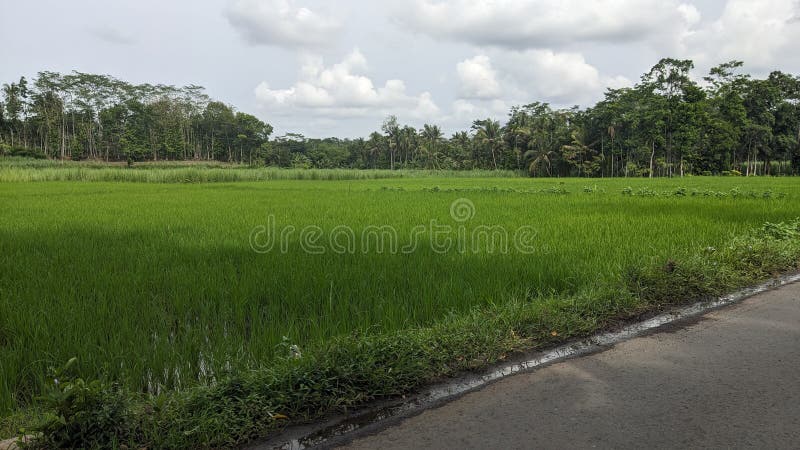 So Cool Rice Fields in the Countryside Stock Image - Image of rice ...