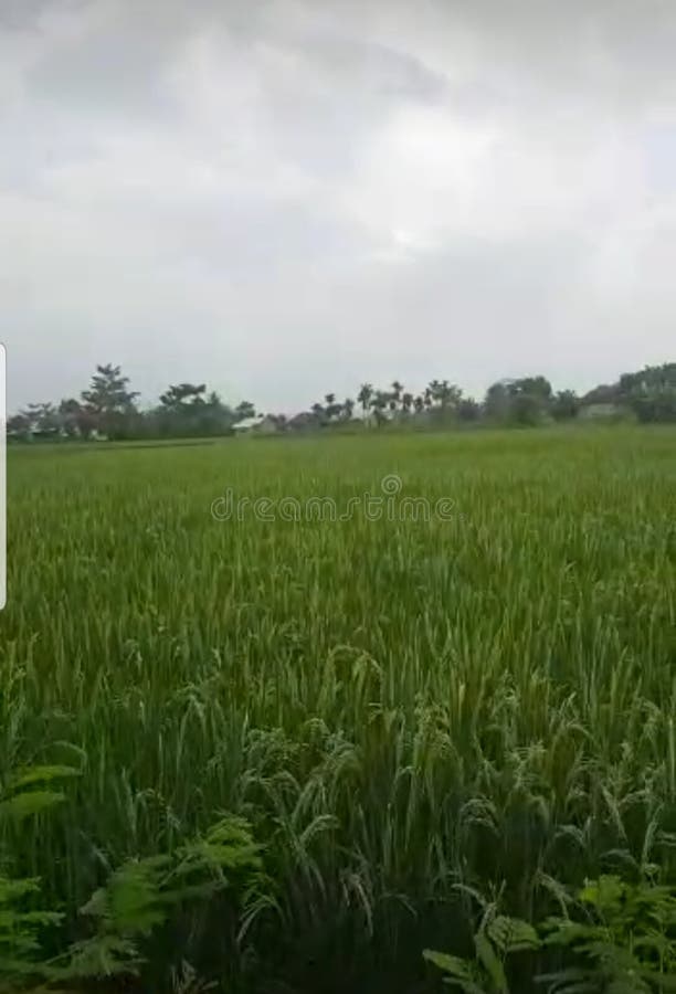 The Cool Rice Fields Make Our Hearts Happy and the Air is Fresh Stock ...