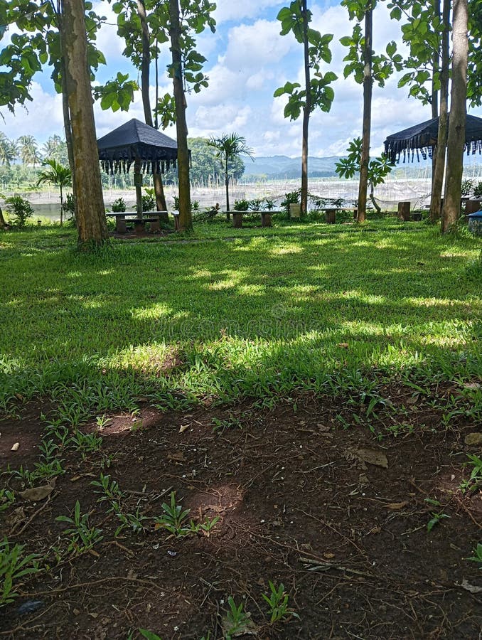 A Cool Riverside Park and Beautiful Teak Tree Stock Image - Image of ...