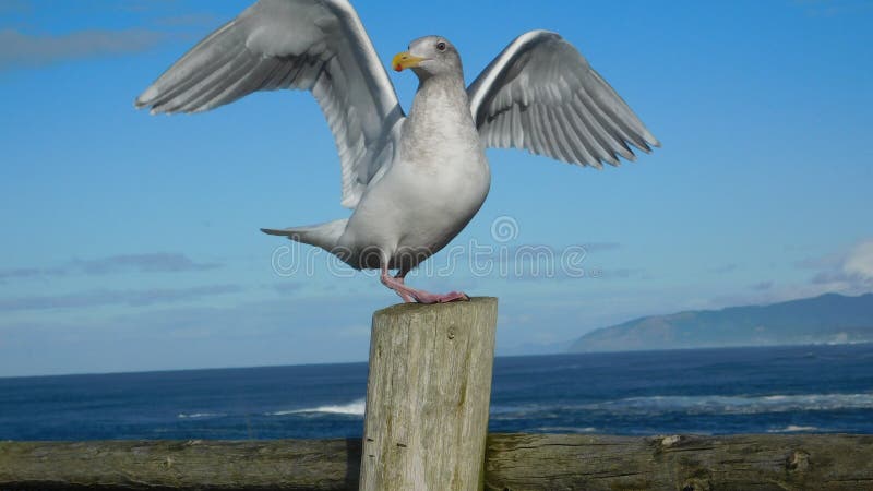 So cool seagull stock photo. Image of seagulls, morning - 84573486