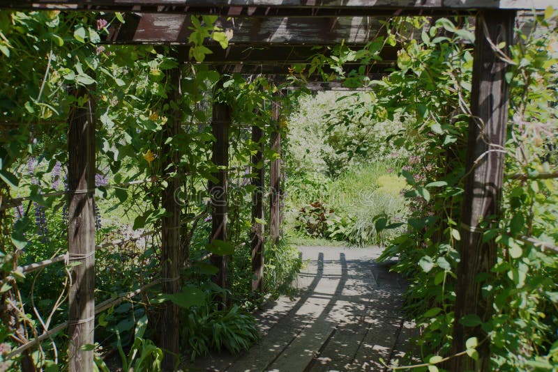 Cool Shade Made by Vine Plants Stock Image - Image of colorful, flowers ...