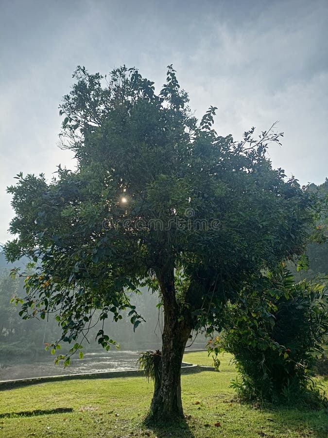 Cool shade tree stock image. Image of flower, deciduous - 229351777