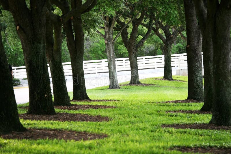 Cool shady area under tree stock photo. Image of shade - 13410648