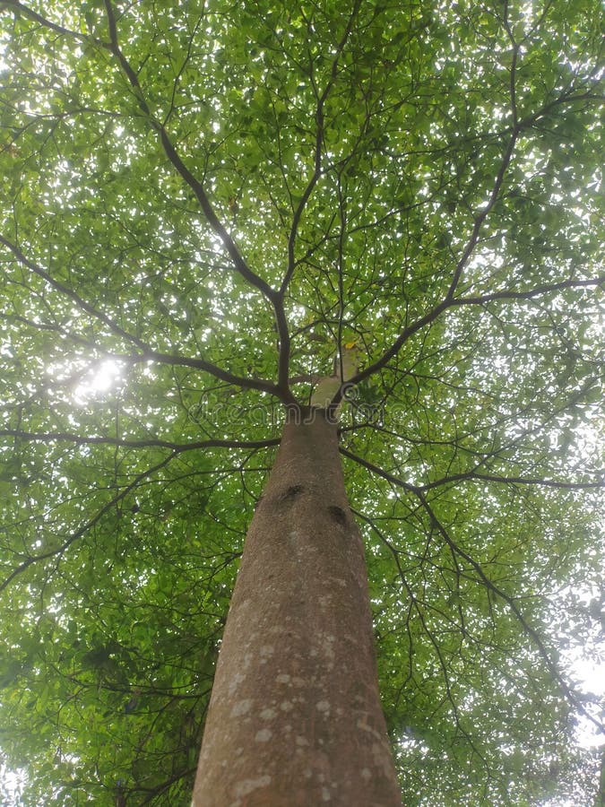 Is cool shady green tree stock photo. Image of cool - 378776114