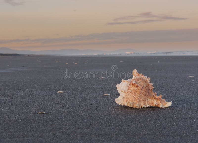 Cool Shell on Beach stock image. Image of home, nature - 26038481