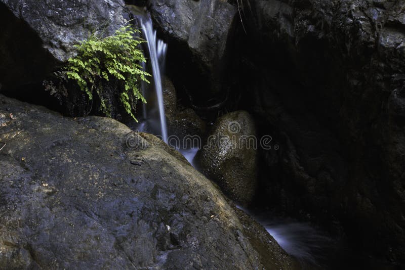 Cool Stream of Clean Water in a Rainforest Stock Image - Image of lush ...
